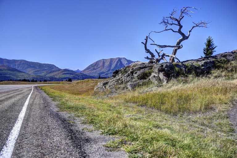 The Iconic Tree on Crowsnest Pass in Alberta Canada Stock Image - Image ...