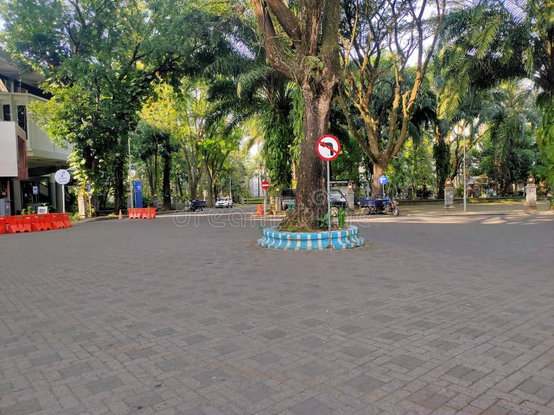 Iconic Tree and Road Signs at a Green Intersection Editorial Stock ...