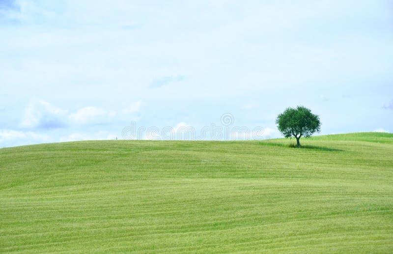 Iconic Tuscany Fields , Italy Stock Photo - Image of beautiful, holiday ...
