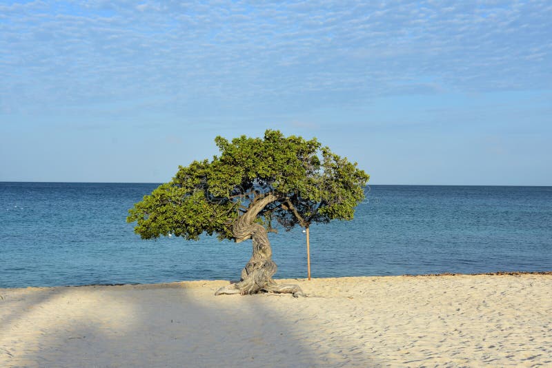 Iconic Watapana Tree on Eagle Beach in Aruba Stock Image - Image of ...