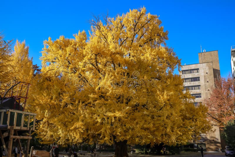 Iconic Yellow Tree at the University of Tokyo Japan Dec 7 2024 ...