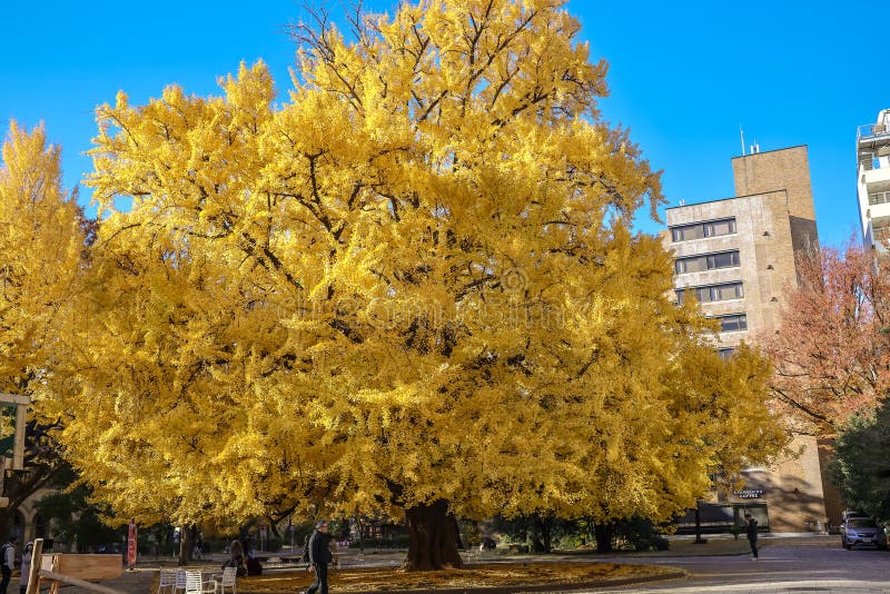 Iconic Yellow Tree at the University of Tokyo Japan Dec 7 2024 ...