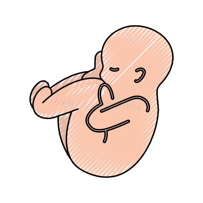 Icono humano del feto ilustración del vector. Ilustración de newborn ...