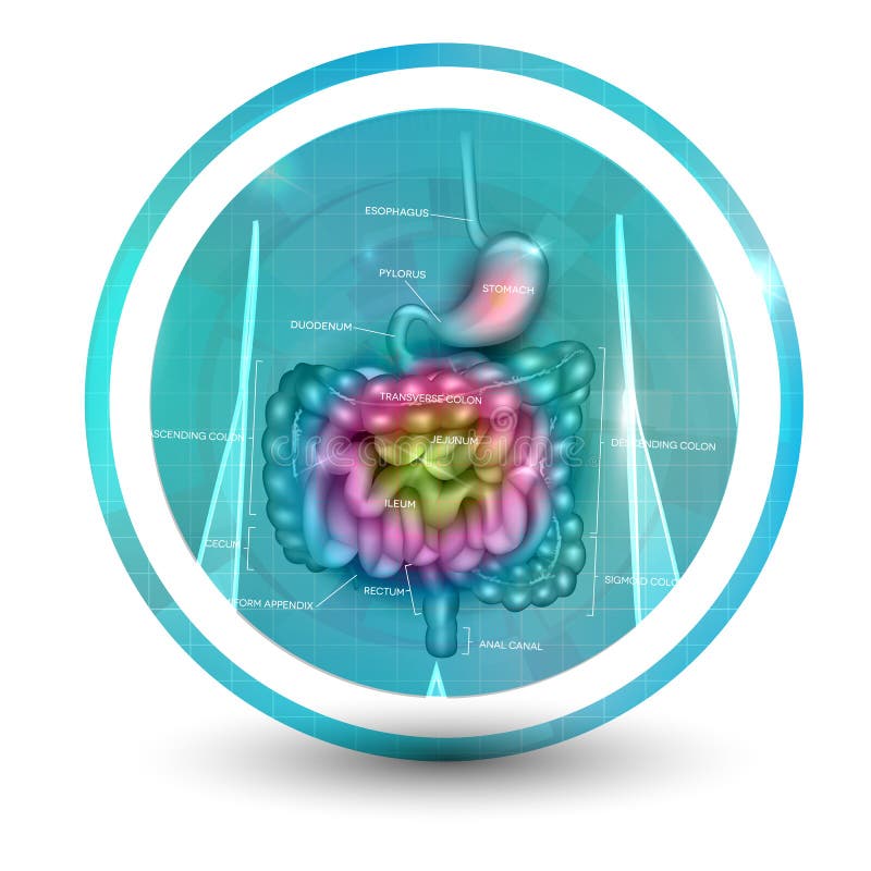 PH Del Aparato Gastrointestinal Esófago, Estómago, Duodeno, Intestino ...