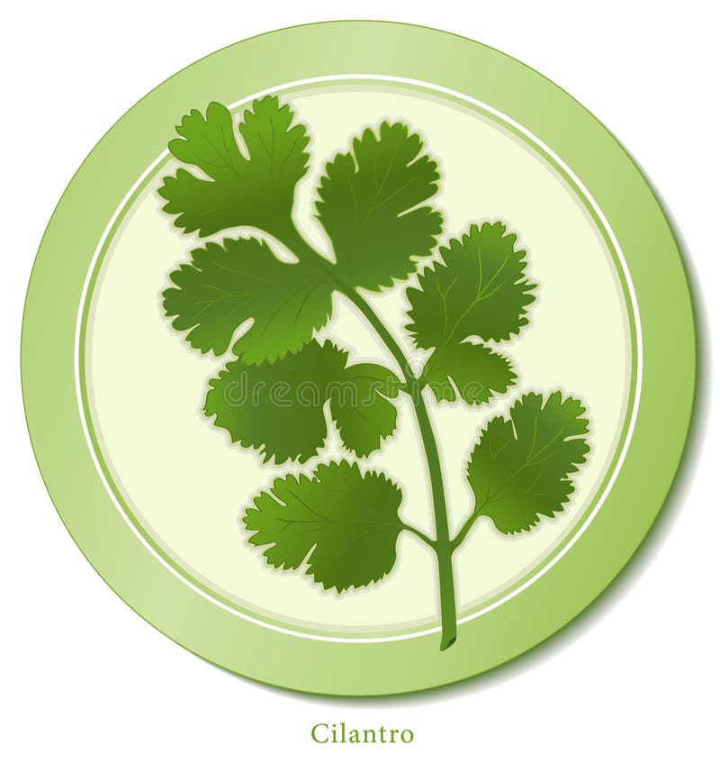 Icono del Cilantro de +EPS ilustración del vector. Ilustración de medio ...