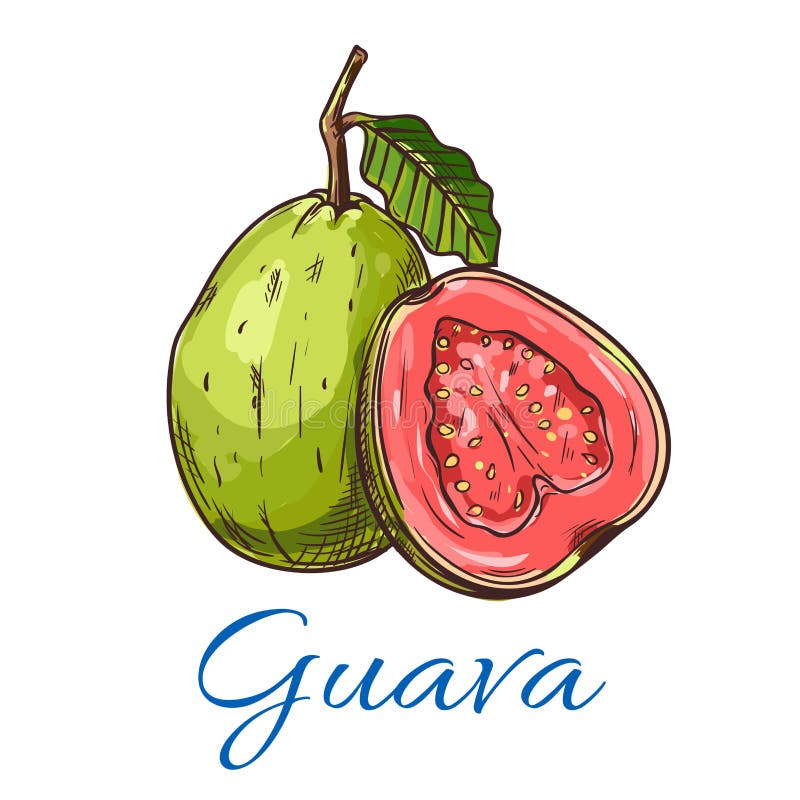 Icono Del Vector De La Fruta De Guayaba Ilustración del Vector ...