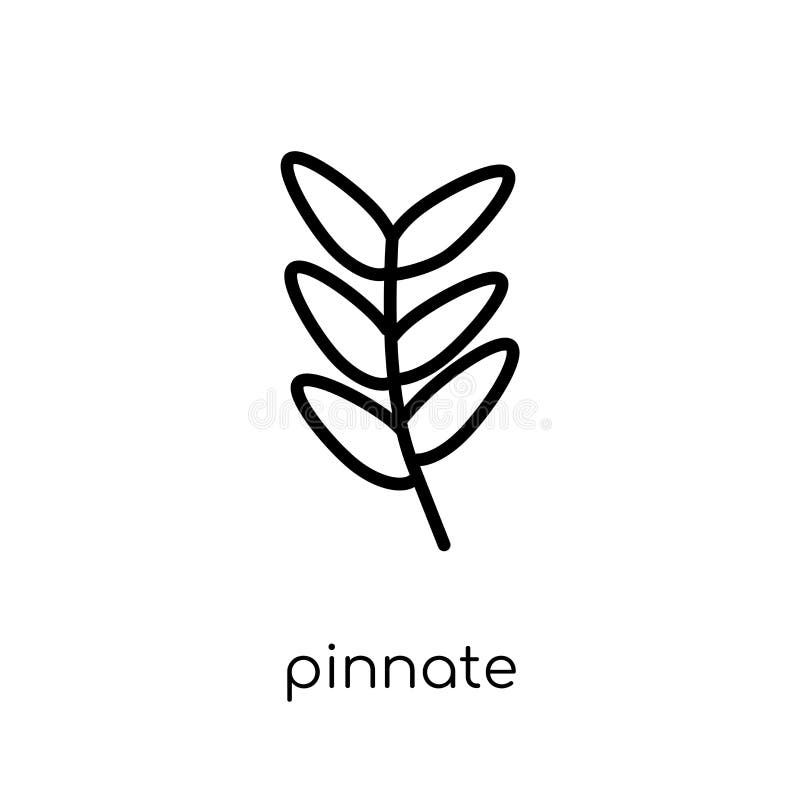 Icono Pinado Icono Pinado Del Vector Linear Plano Moderno De Moda En W ...