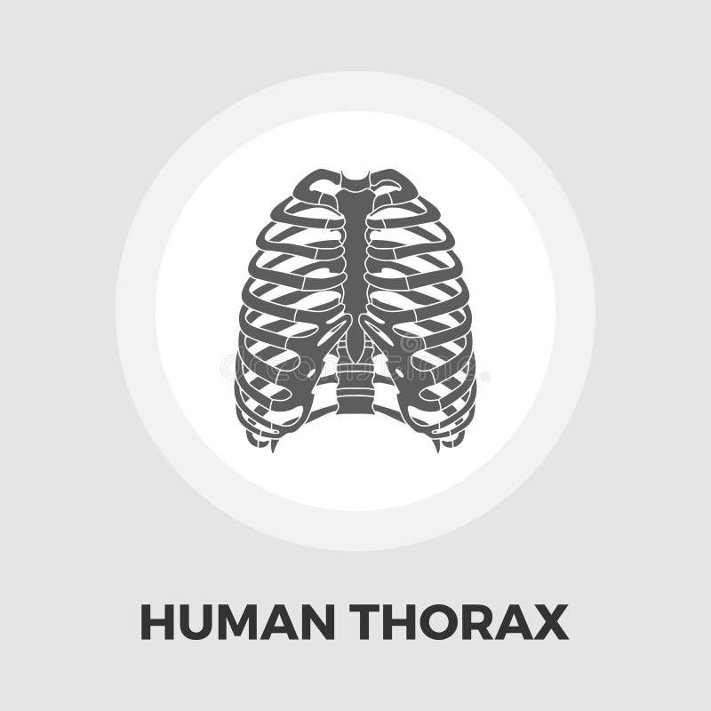 Tórax Ilustraciones Stock, Vectores, Y Clipart – (2,964 Ilustraciones ...