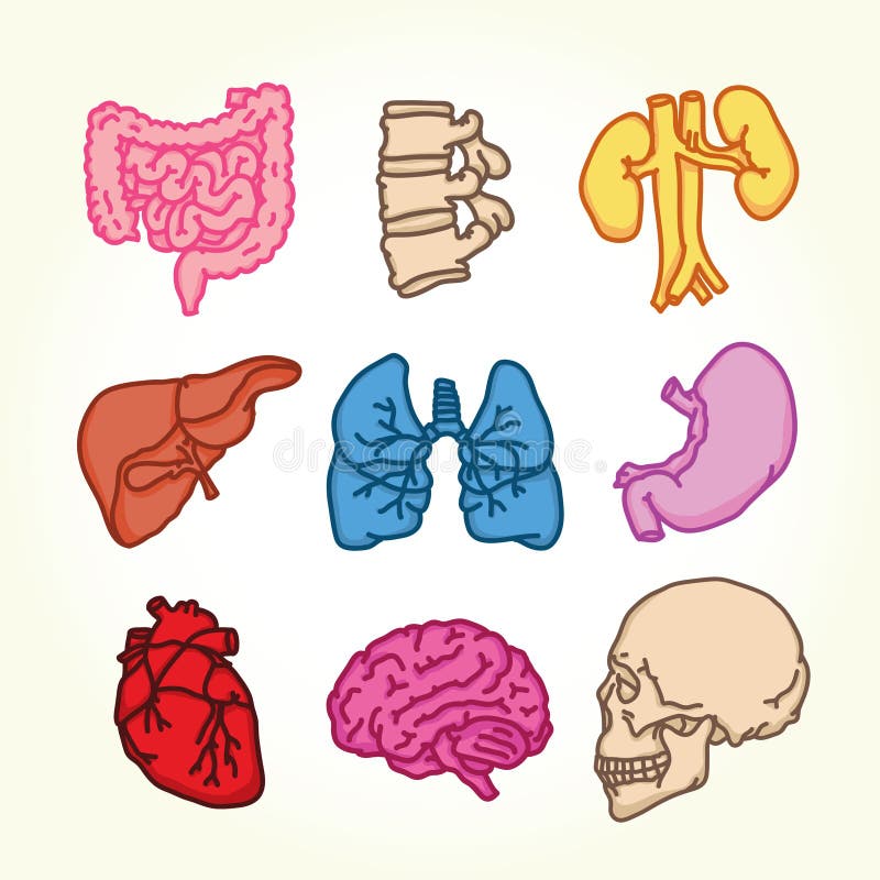 Iconos Dibujados Mano Interna De Los órganos Humanos Fijados Stock de ...