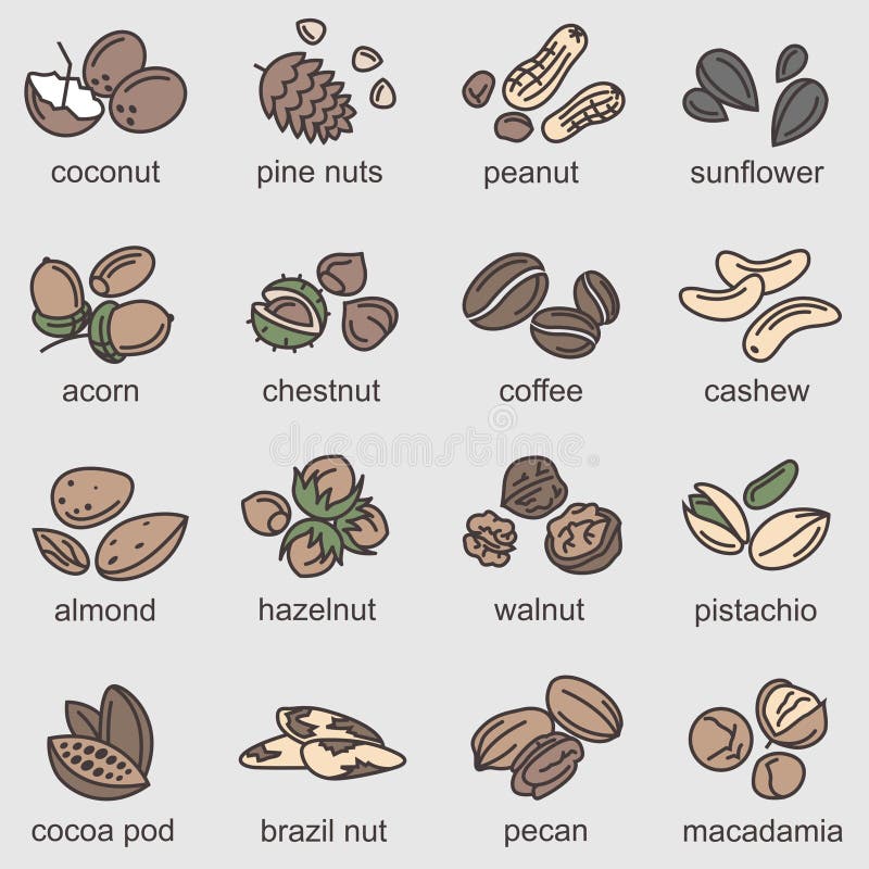 Iconos Nuts fijados ilustración del vector. Ilustración de imagen ...