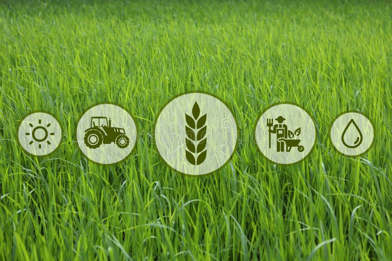 Icons and Field on Background. Concept of Smart Agriculture. Stock ...