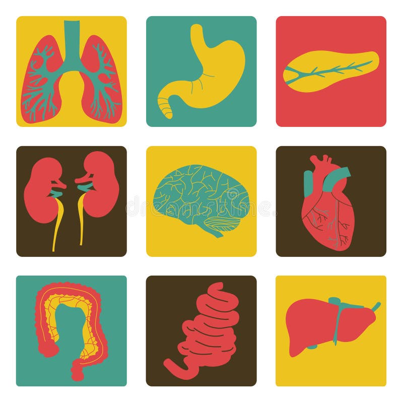 Icons of internal organs stock vector. Illustration of lung - 38030697