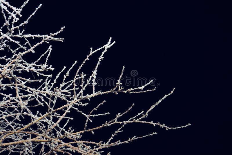 Icy apple tree branches stock photo. Image of tree, frozen - 200281986