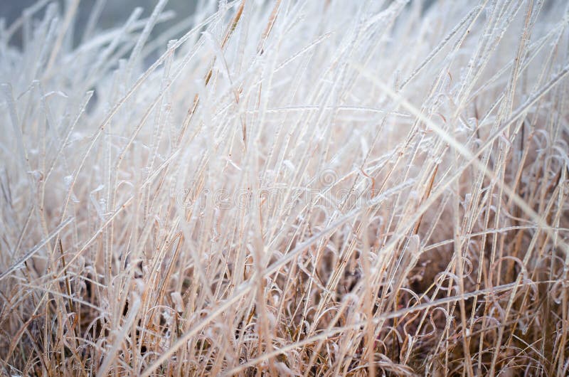Icy Brown Grass for Pattern or Background Stock Image - Image of leaf ...