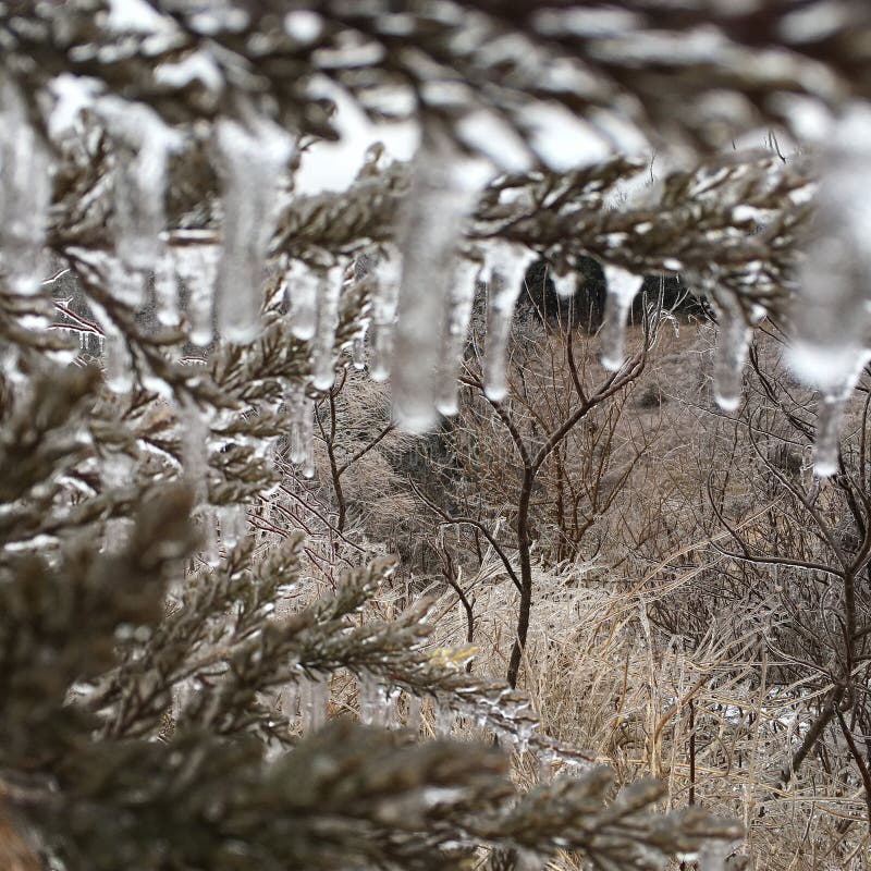 Icy Days stock image. Image of storm, winter, trees - 110418725