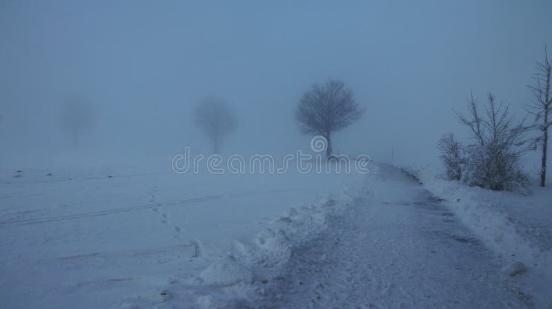 Icy Dense Fog in Winter with a Path and Trees Stock Photo - Image of ...