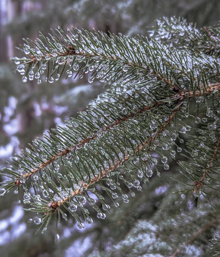 An Icy Evergreen Tree with Ice Droplets. Winter Background with Texture ...