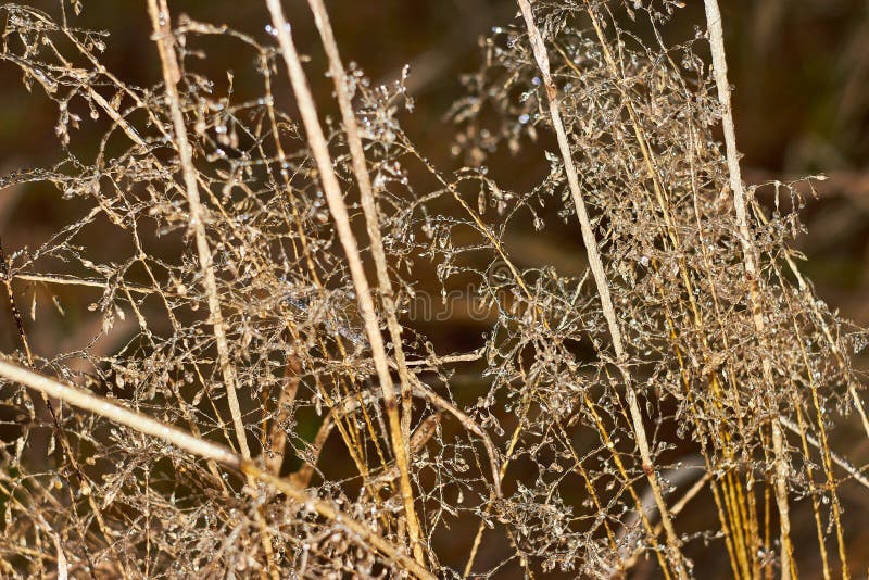 Icy Field Grass after Freezing Rain Stock Photo - Image of icing ...