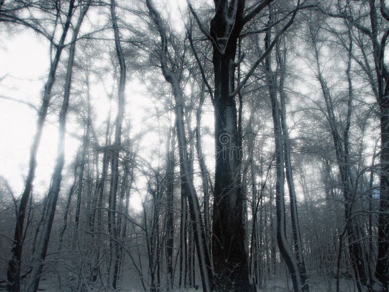 Icy Forest stock image. Image of snow, woods, storm, wonderland - 6515537