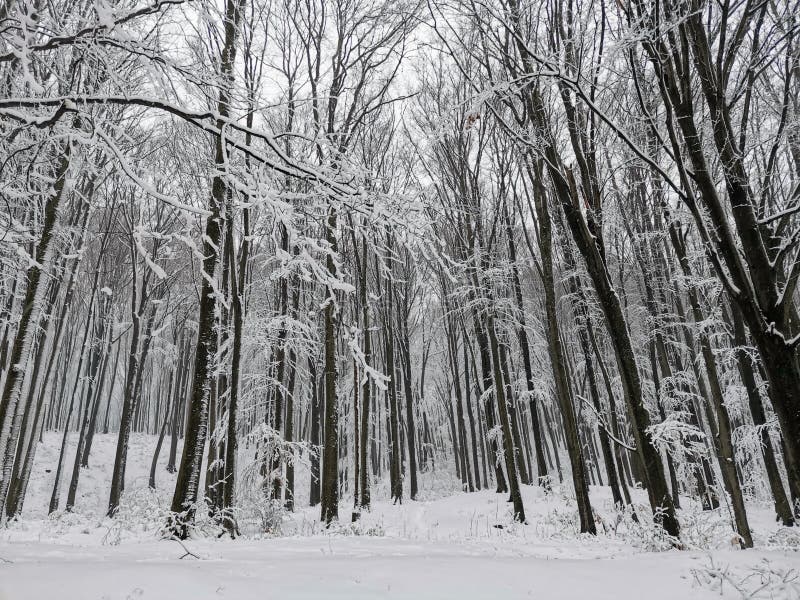 Icy Forest in a Freezing Cold Winter Day Stock Photo - Image of snow ...