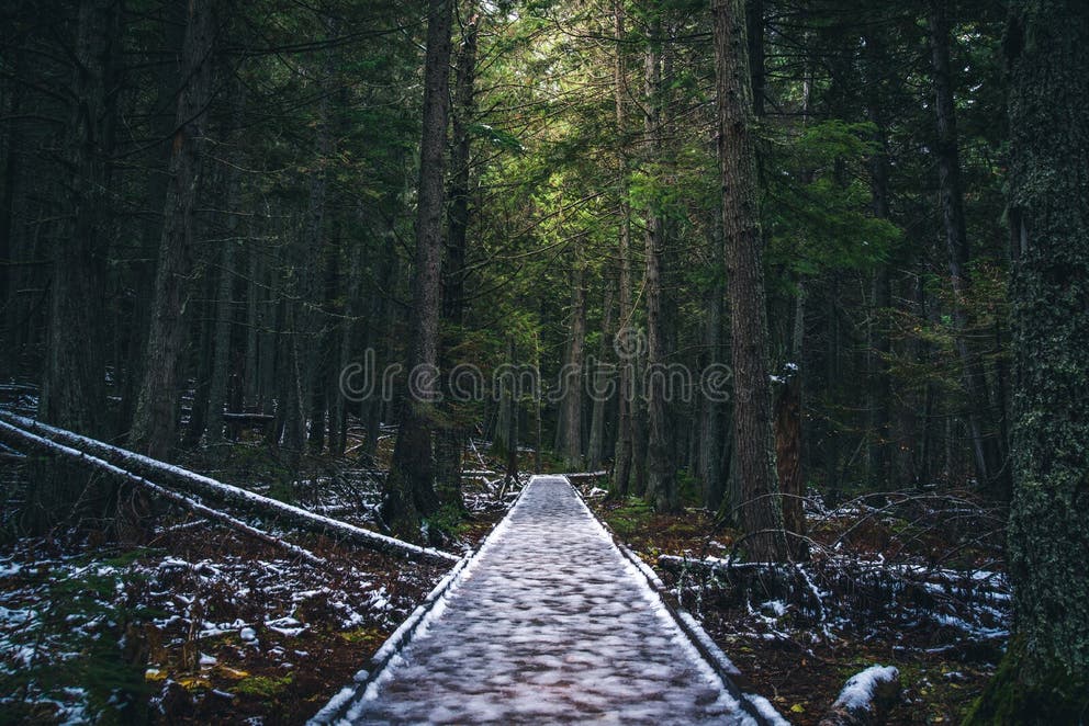 Icy forest path. stock photo. Image of blue, remote, scenic - 84756578