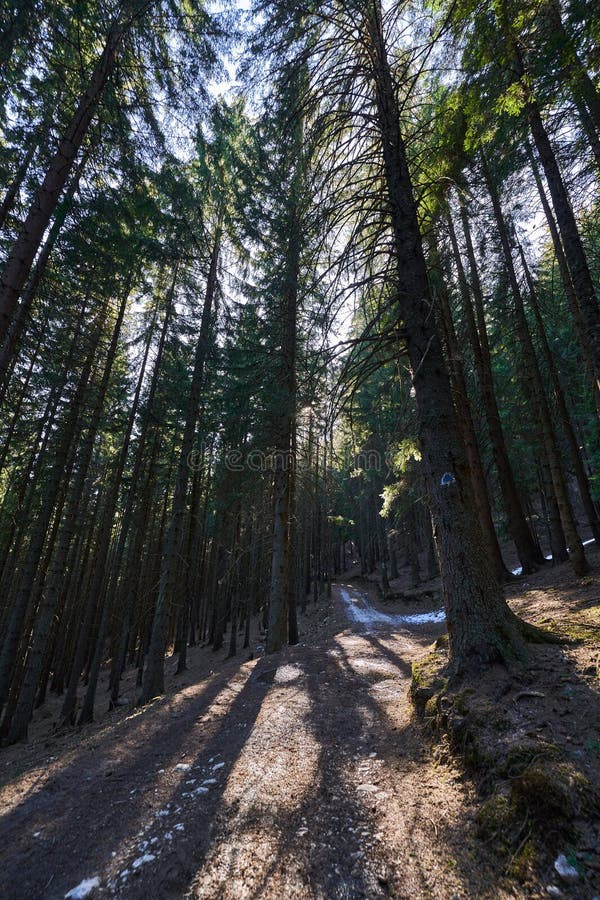 Icy Forest Path in Winter Sunlight Stock Image - Image of shadows ...