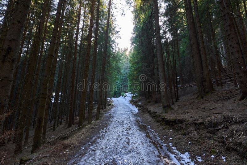 Icy Forest Path in Winter Sunlight Stock Image - Image of hiking ...