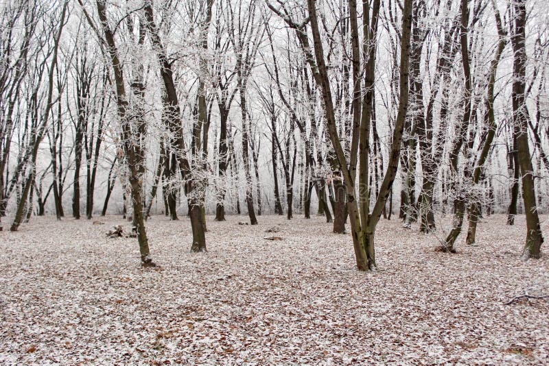 Icy forest stock image. Image of snow, weather, forest - 83100185