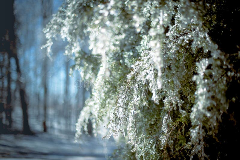 Icy Glow 10 stock image. Image of white, winter, cold - 81624379