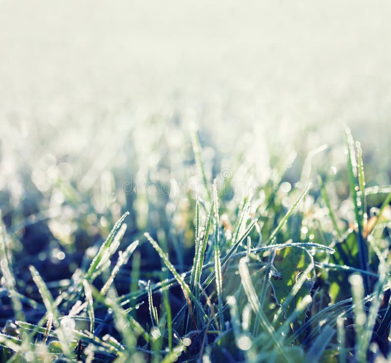 Icy grass stock image. Image of close, background, detail - 34838921