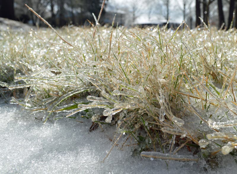 Icy Grass stock image. Image of closeup, frozen, grass - 51416775