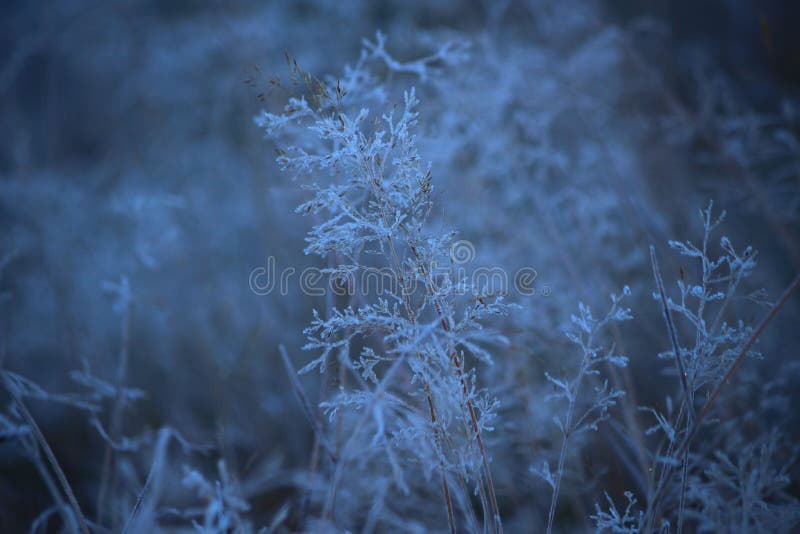 Icy grass in the morning stock photo. Image of cold, hand - 71658524