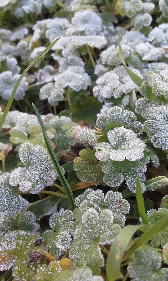 Icy grass stock image. Image of leaves, small, amazing - 81464041