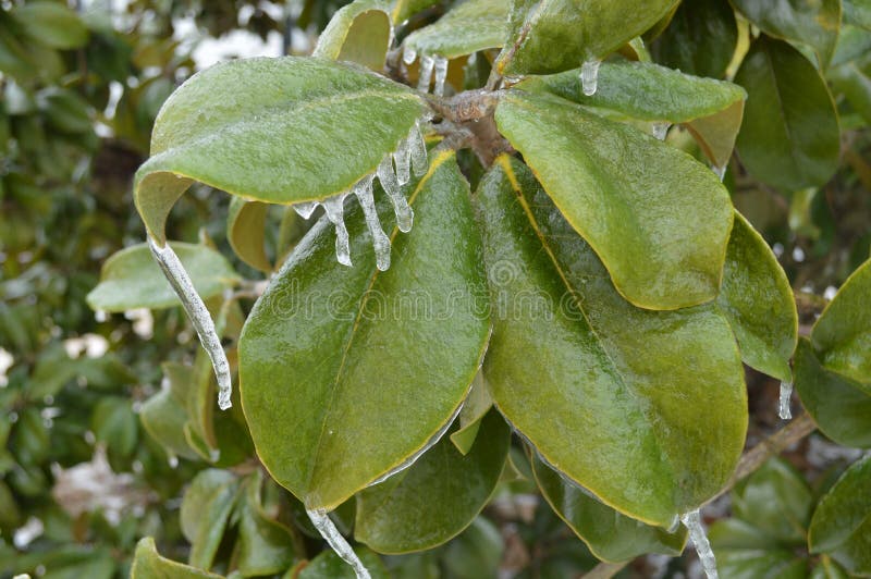 Icy green leaves stock photo. Image of freezing, cold - 51416706