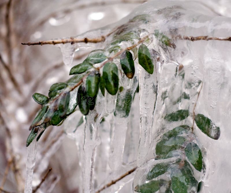 Icy green plant stock photo. Image of wintertime, covering - 25574094