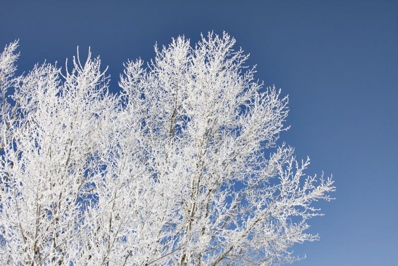 Icy Hoar Frost on Trees stock image. Image of covered - 7823895