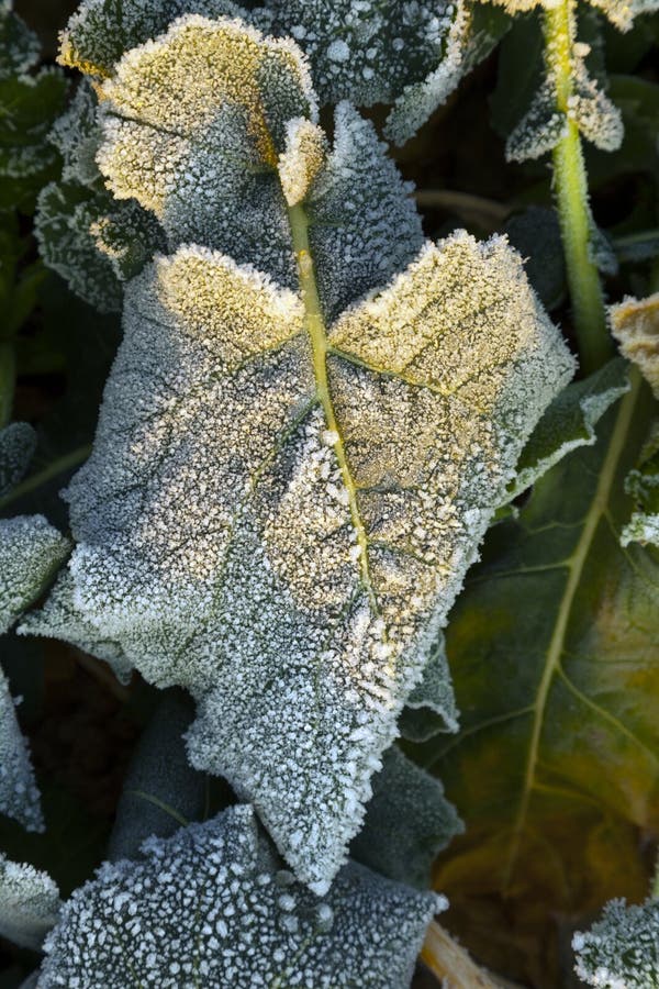 Icy Leaf of Plant in the Field Stock Image - Image of frost, fall: 58961085