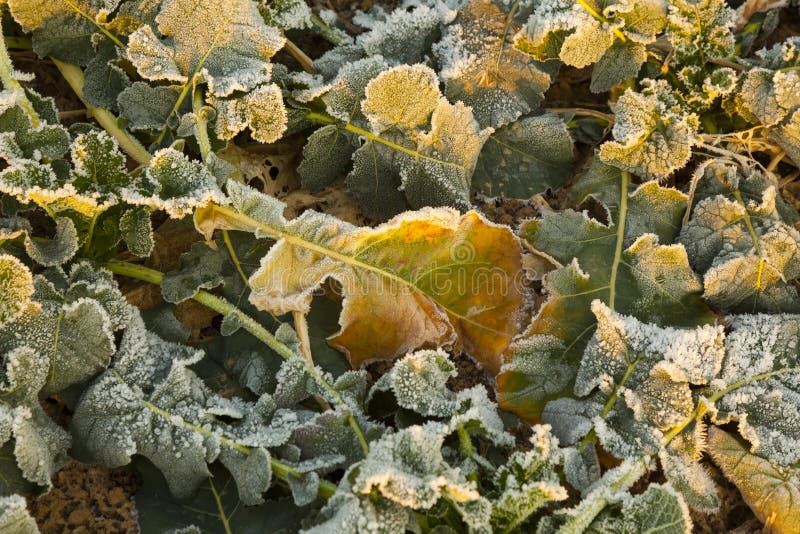 Icy Leaf of Plant in the Field Stock Photo - Image of autumn, mint ...