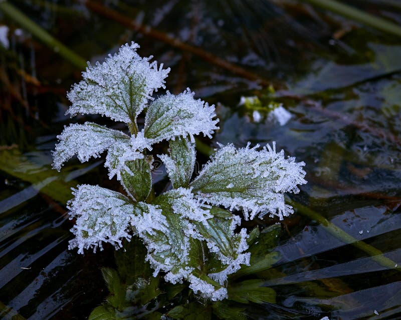 Icy Leaves stock photo. Image of conservation, animal - 177445756