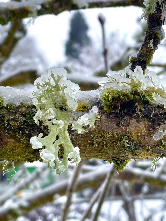 Icy Lichen on Tree Branch 04 Stock Photo - Image of oakmoss, fungi ...