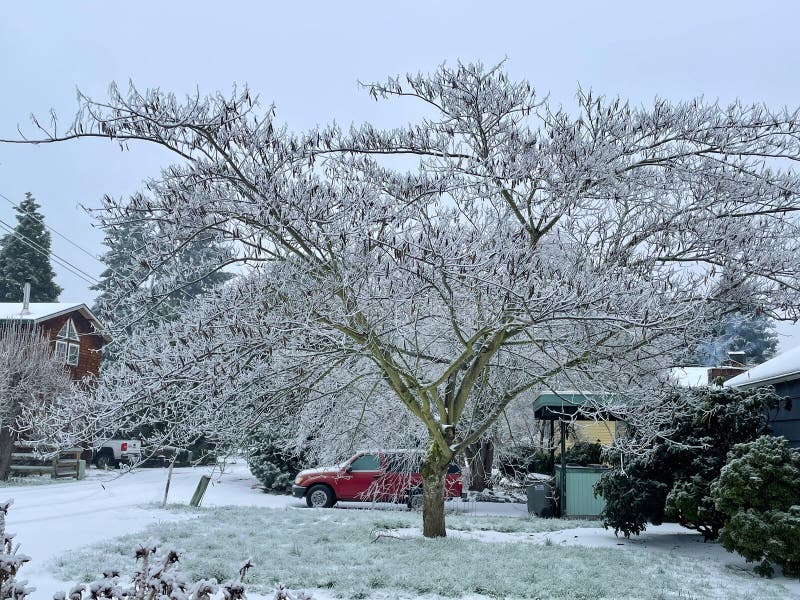 Icy Mimosa Tree in Winter 01 Stock Photo - Image of albizia, natural ...