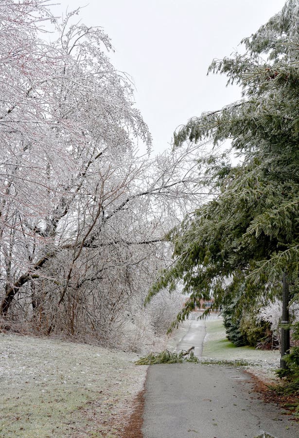 Tree Lined Coastline Landscape Stock Image - Image of river, vacation ...