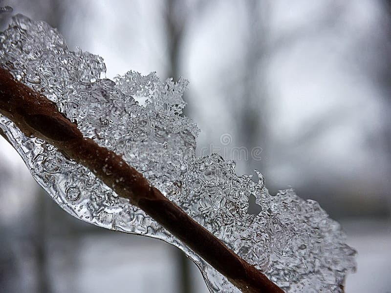 Icy Patterns on an Frozen Branch Stock Photo - Image of icyrain, frost ...