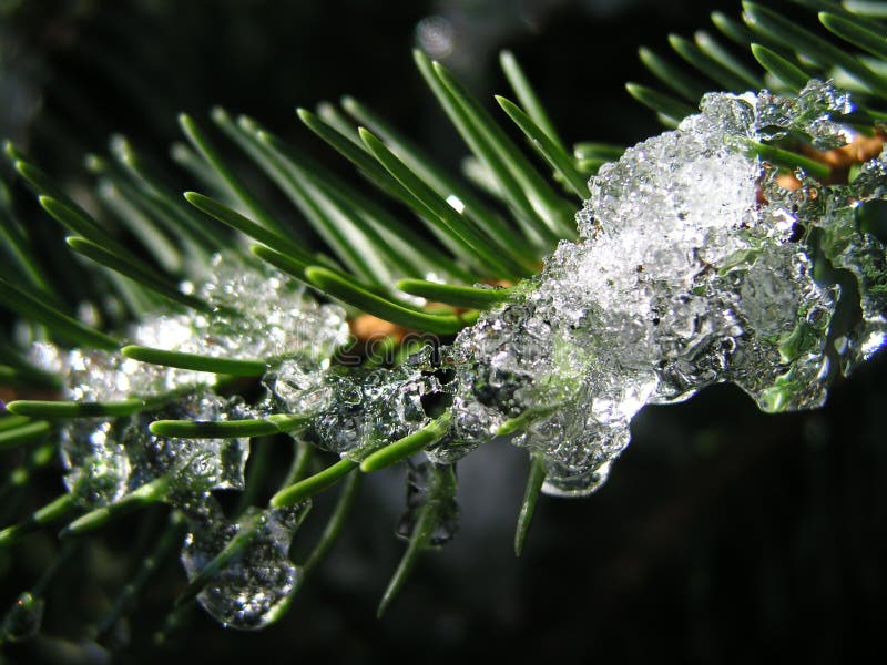 Icy pine stock image. Image of reflection, transparent - 12984203