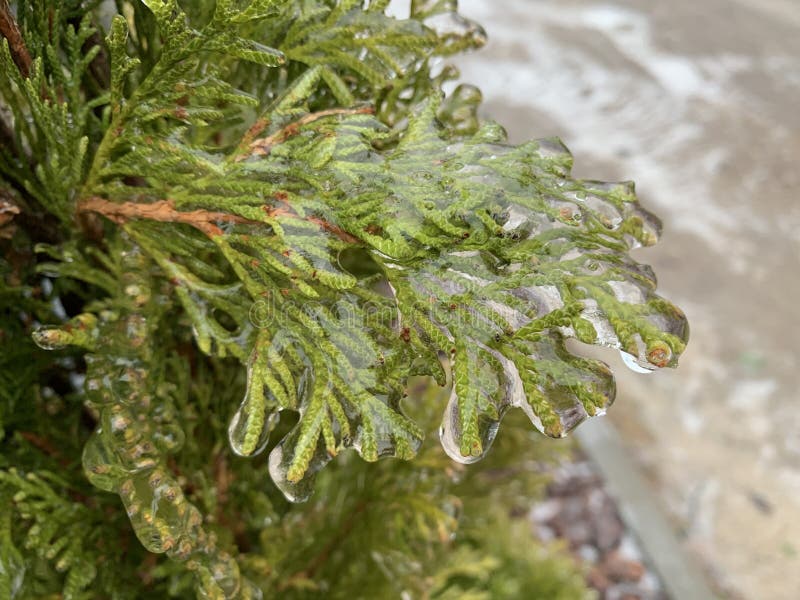 Icy Pine Branch. Pine Branch in Ice. Wet Forest, Trees Covered with Ice ...
