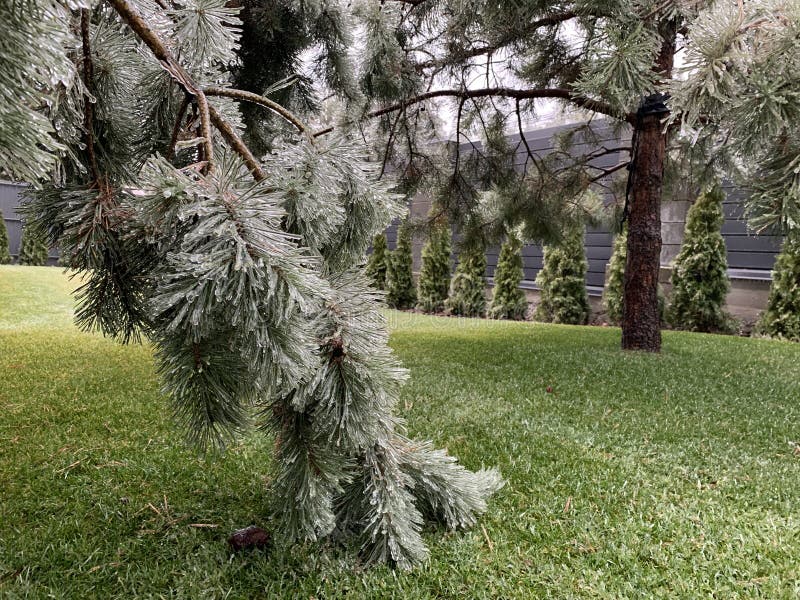 Icy Pine Branch. Pine Branch in Ice. Wet Forest, Trees Covered with Ice ...