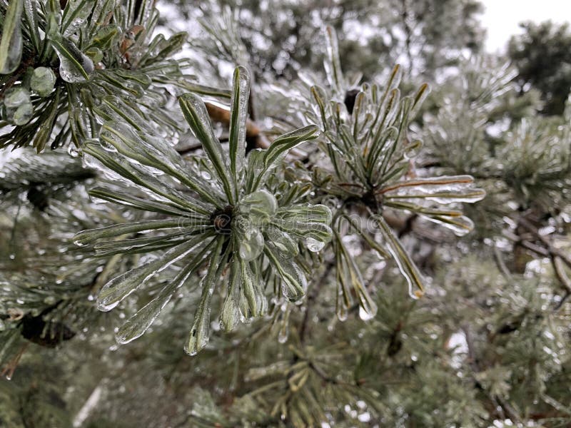 Icy Pine Branch. Pine Branch in Ice. Wet Forest, Trees Covered with Ice ...