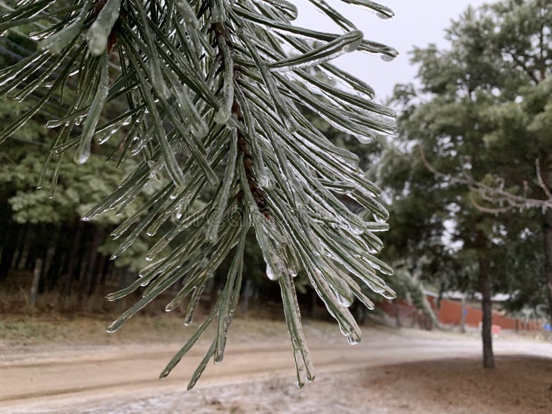 Icy Pine Branch. Wet Forest, Trees Covered with Ice. Pine Branch in Ice ...