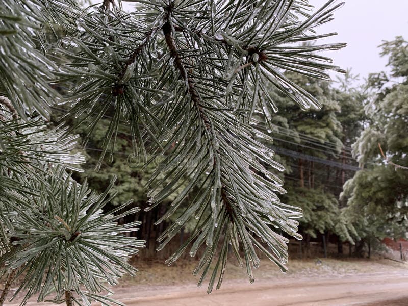 Icy Pine Branch. Wet Forest, Trees Covered with Ice. Pine Branch in Ice ...