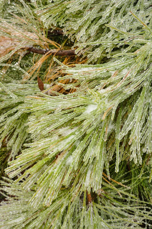 Icy Pine needles stock image. Image of beautiful, tranquil - 121198017